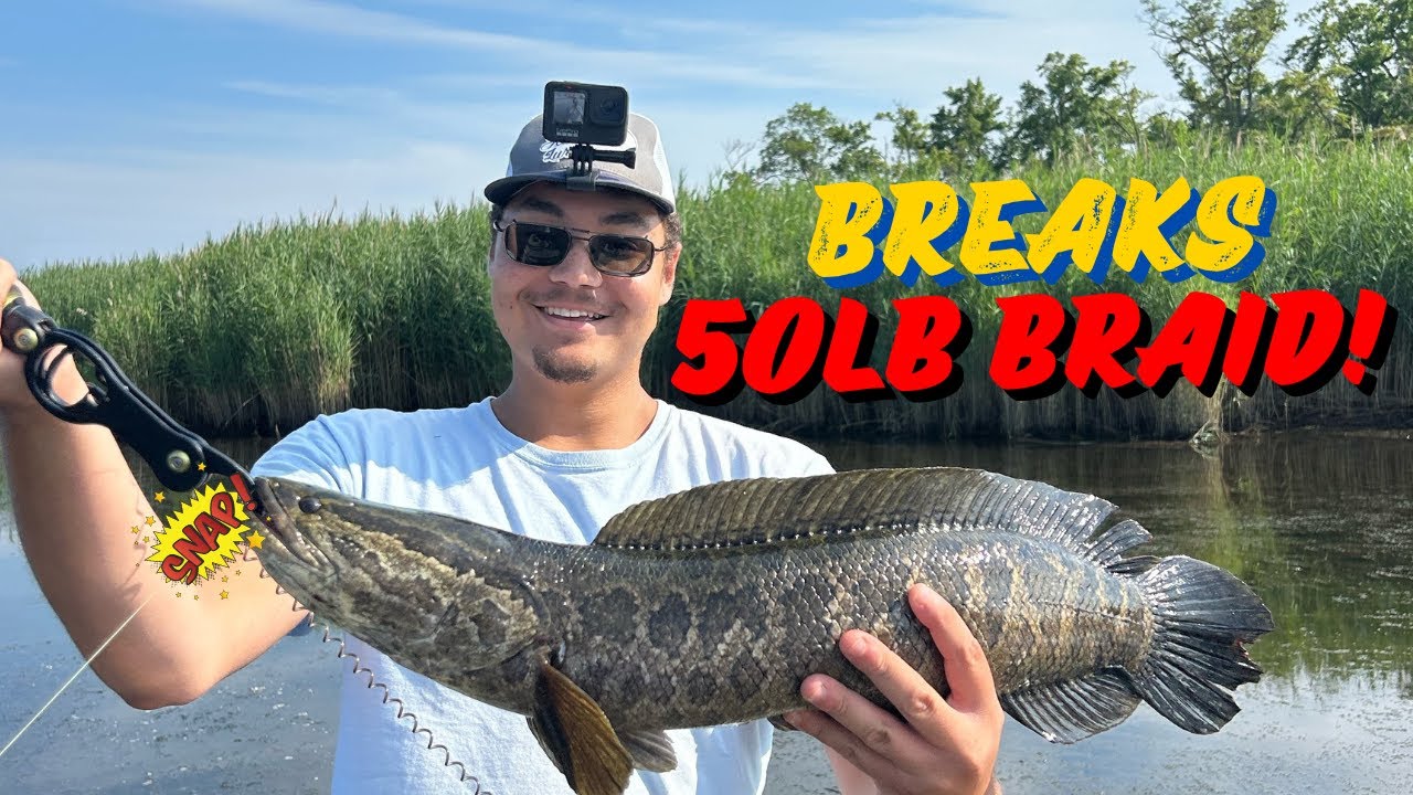 SNAKEHEAD SNAPS 50LB BRAID!! Upper Chesapeake Fishing Snakes/Bass - YouTube