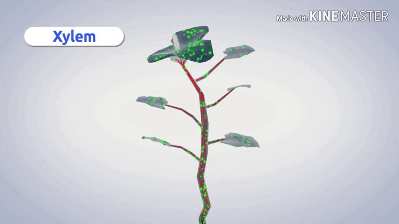 Photosynthesis for children - YouTube