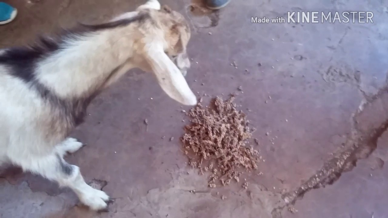 Inyectando cabra enferma y observando cabras y obejas - YouTube