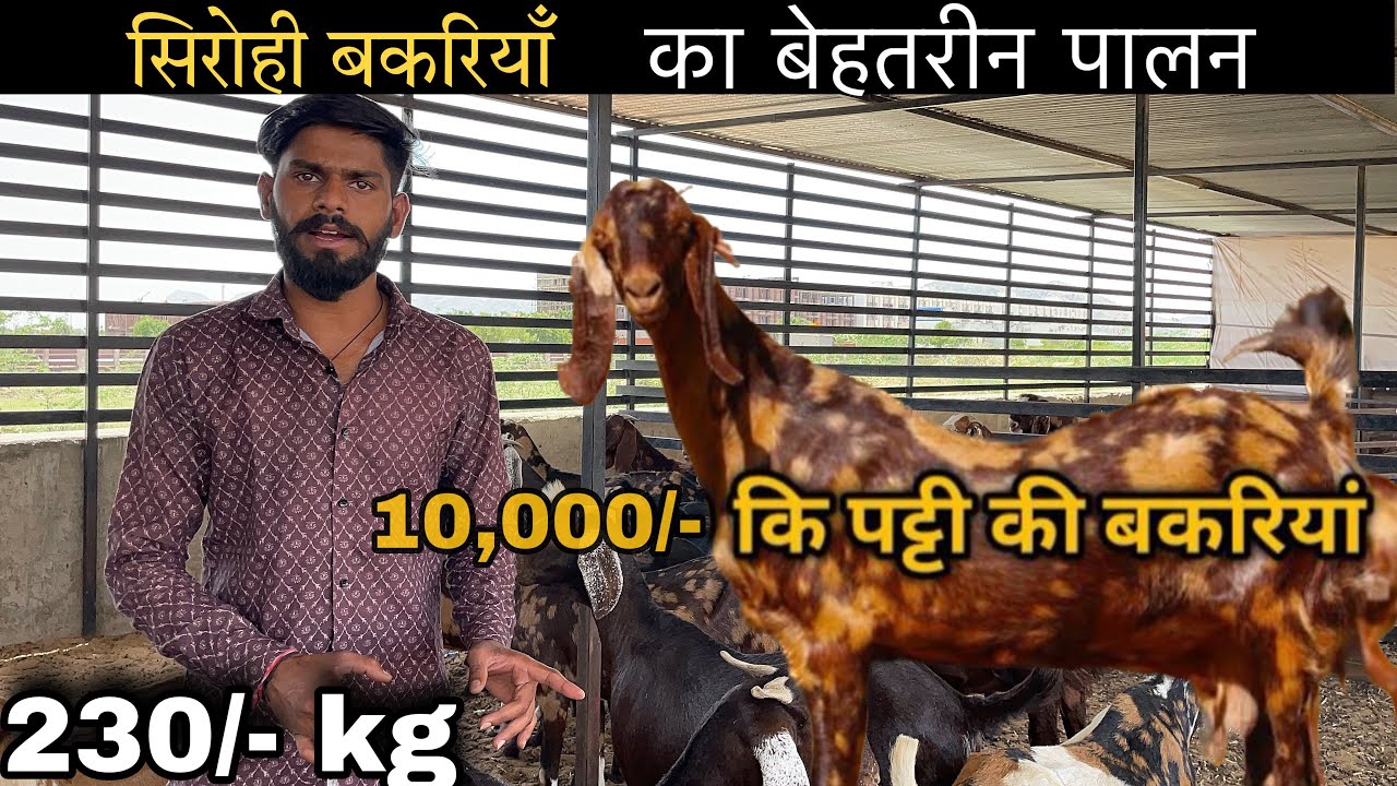 ₹10000@How to start goat/farming |(@India’s largest goat farming)@Shree ...