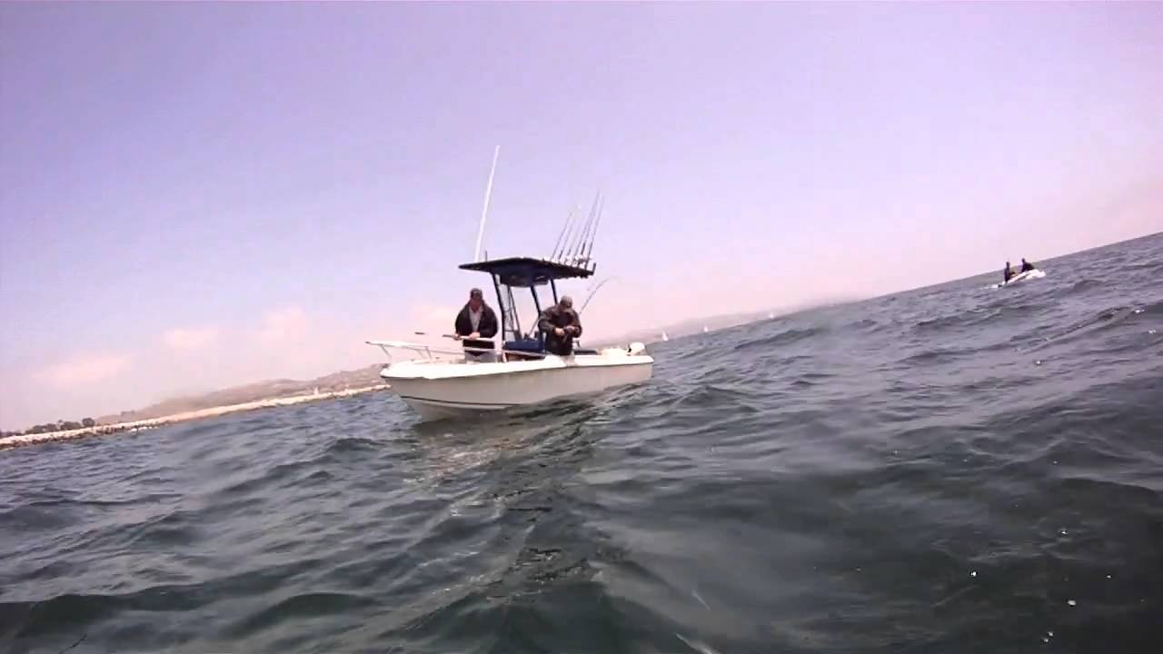 85+ Pound Thresher Shark - Dana Point, Ca - YouTube