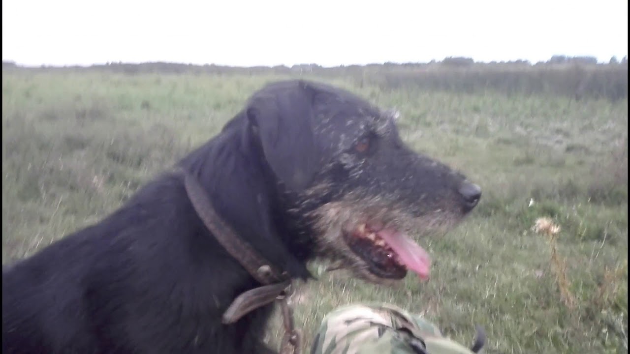 Duck hunting with Pera,German huntng terrier - YouTube