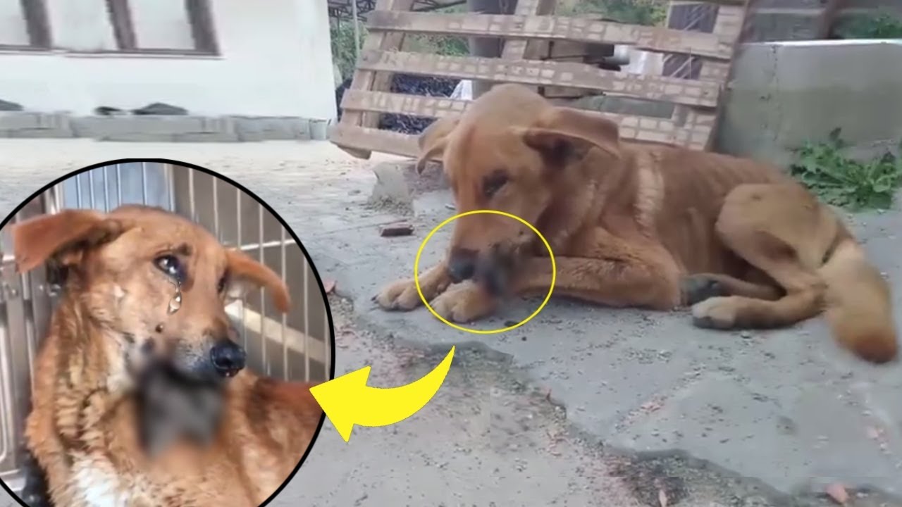 Trying to lift her head begging for mercy, instead she was left with ...