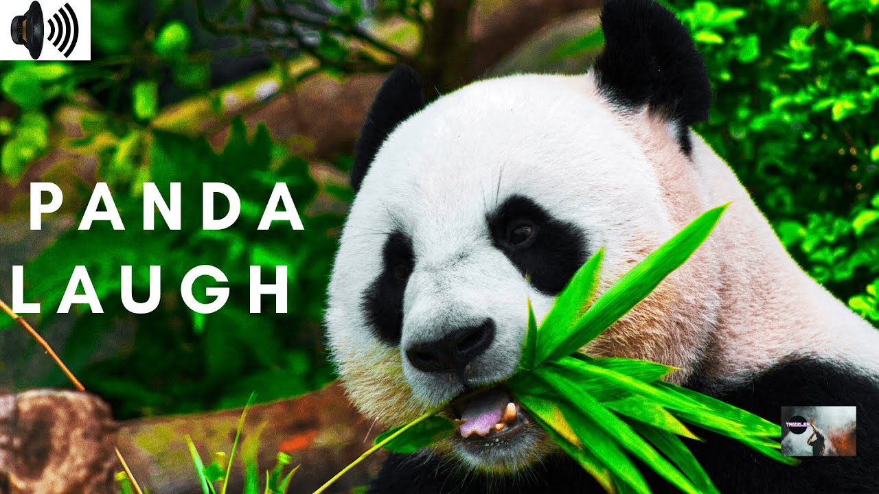 PANDA LAUGH VOICE | PANDA BEAR | TRIZZLER | - YouTube