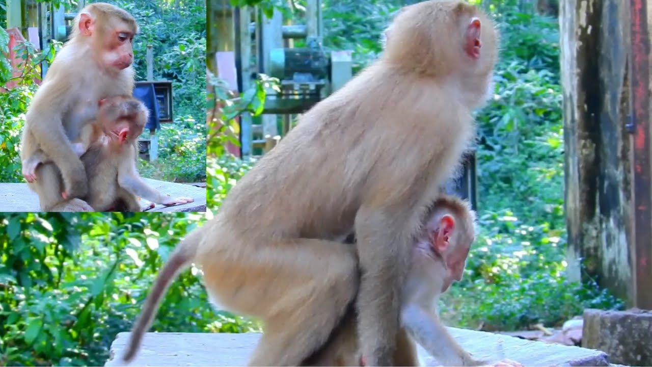 Poor baby monkey Leo is eating fruit alone. Monkey Leo paying with other monkeys - YouTube