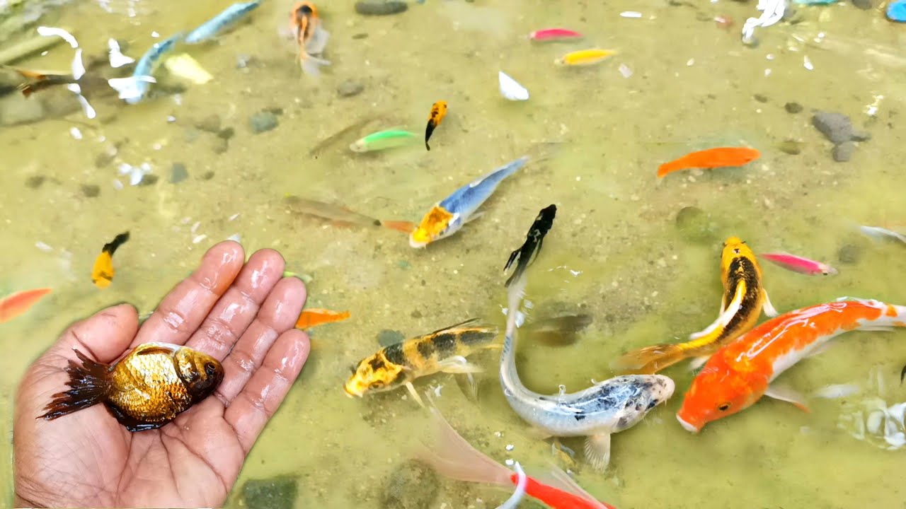 finding ornamental fish koi fish Koki fish catfish betta fish Aligator ...