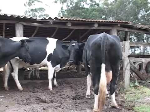 Brasil é o quinto maior produtor de leite do mundo - YouTube