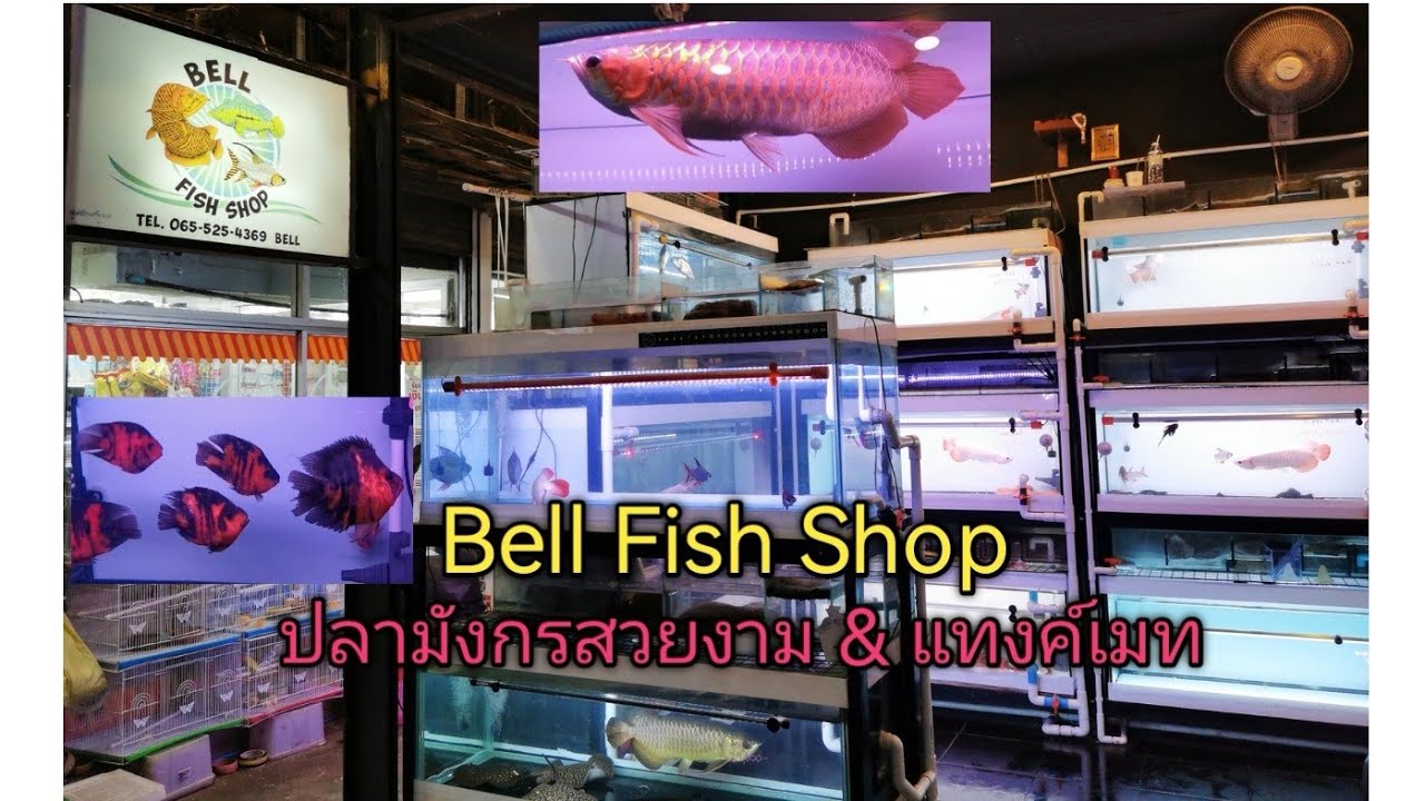 ปลามังกรสวยงาม & แทงค์ เมท (Bell Fish Shop) - YouTube