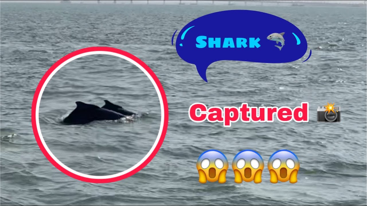 Live 🔴 Dolphins 🐬 Captured On Camera 📸 - Part 4 | VlogArth - YouTube