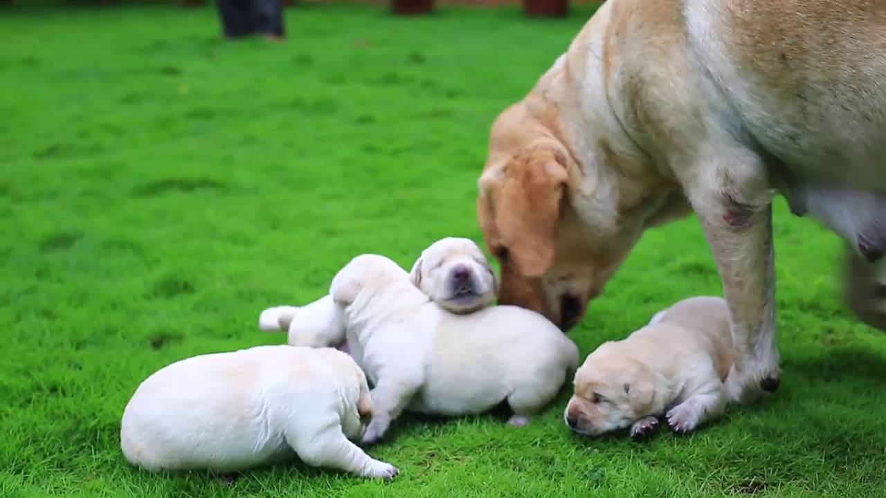 Labrador - Labrador puppies playing - YouTube