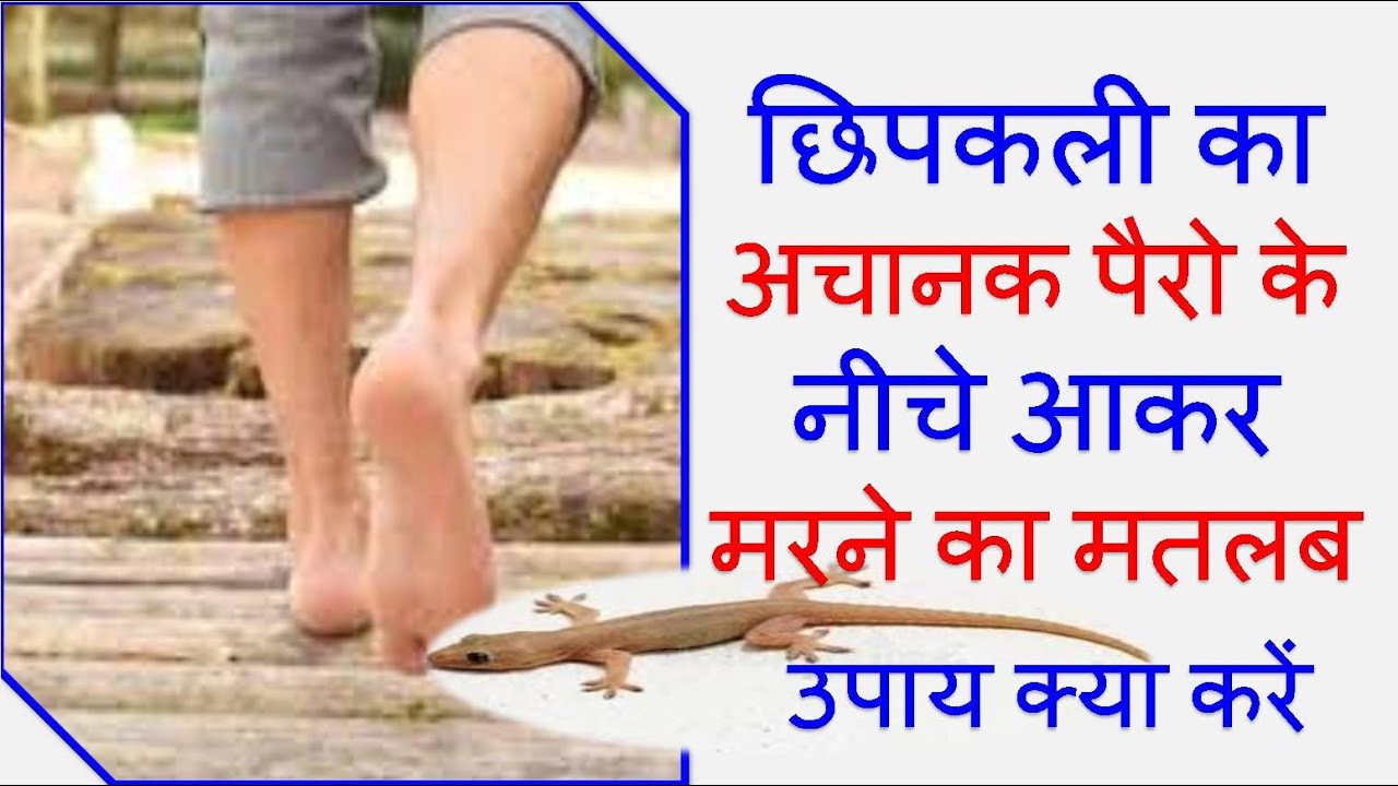 छिपकली का अचानक पैरो के नीचे आकर मरने का मतलब | उपाय क्या करें ...