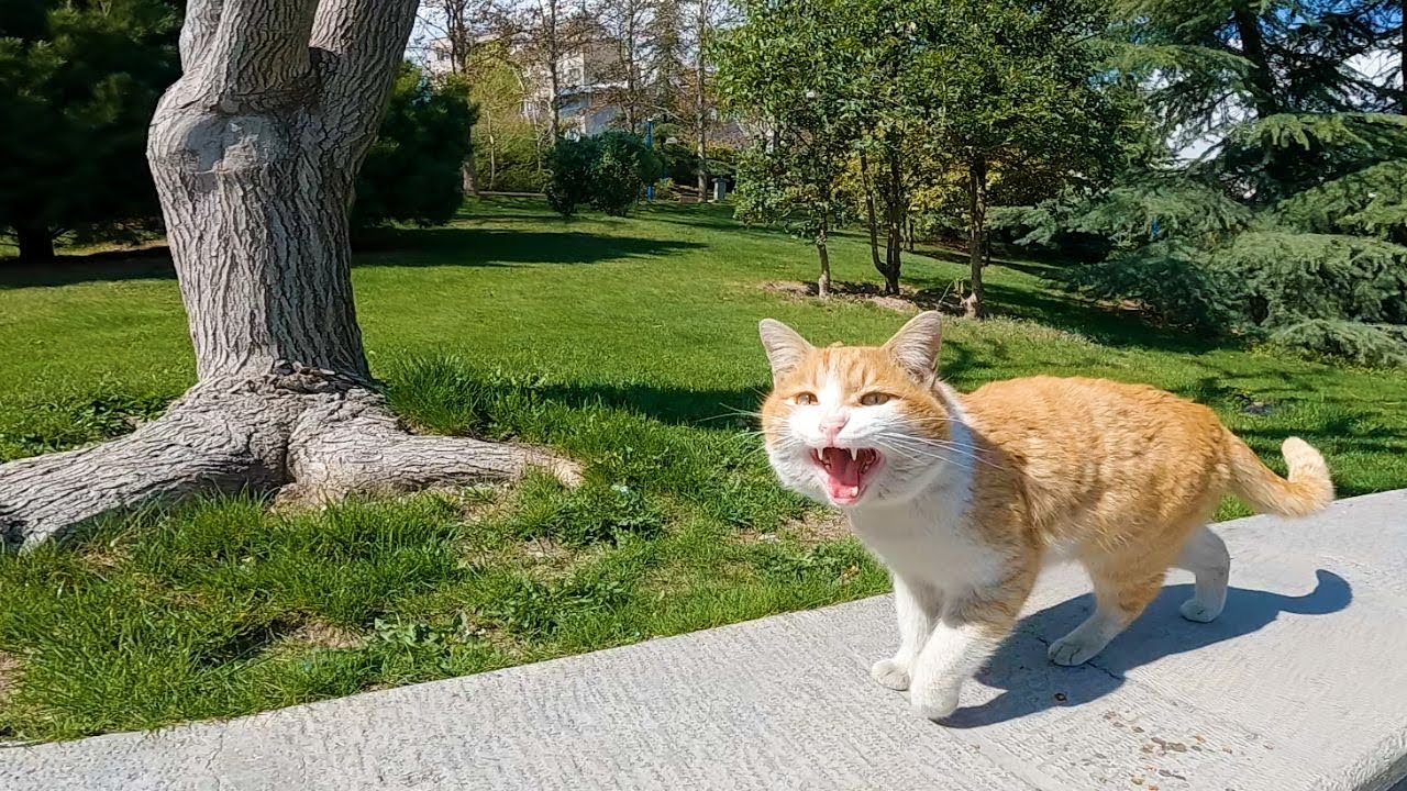 Sweet Meows: Unforgettable Moment with a Stray Hungry Male Cat - YouTube