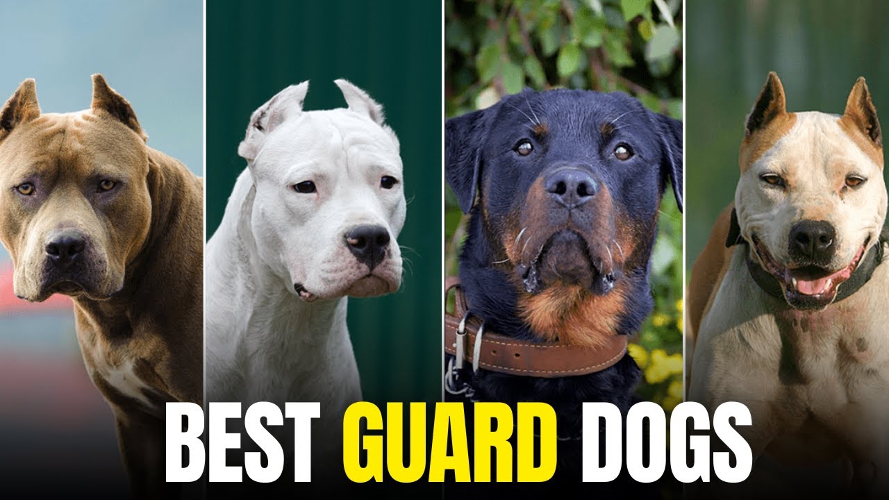 Top 10 Dog Breeds for Family Security. - YouTube