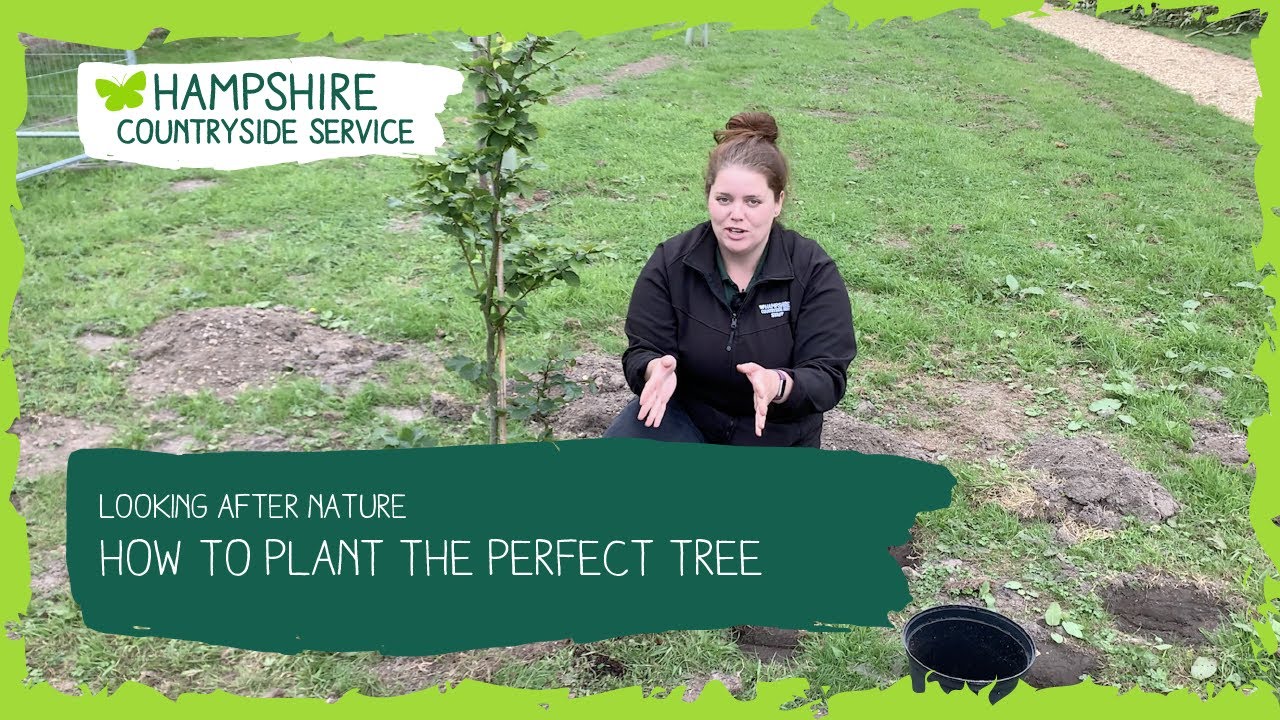 How to plant the perfect tree - YouTube