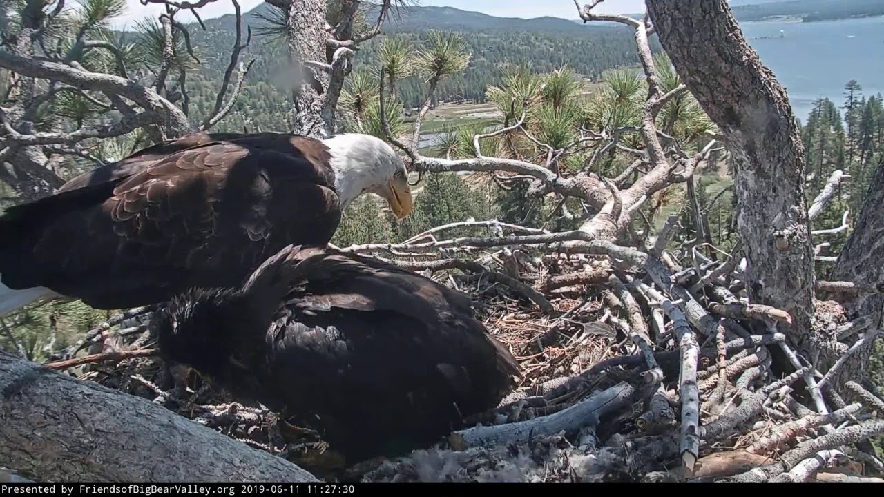 Big Bear Bald Eagle Nest Cam - Simba Gets Slammed Again - 6_11_2019 11: ...