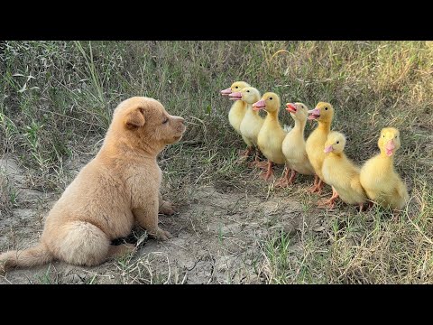 A puppy in the wild is so funny, it takes the ducklings to find treasures and delicious food.so cute