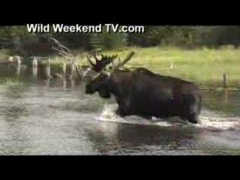 WildWeekendTV.com: 10 feet from a moose - YouTube