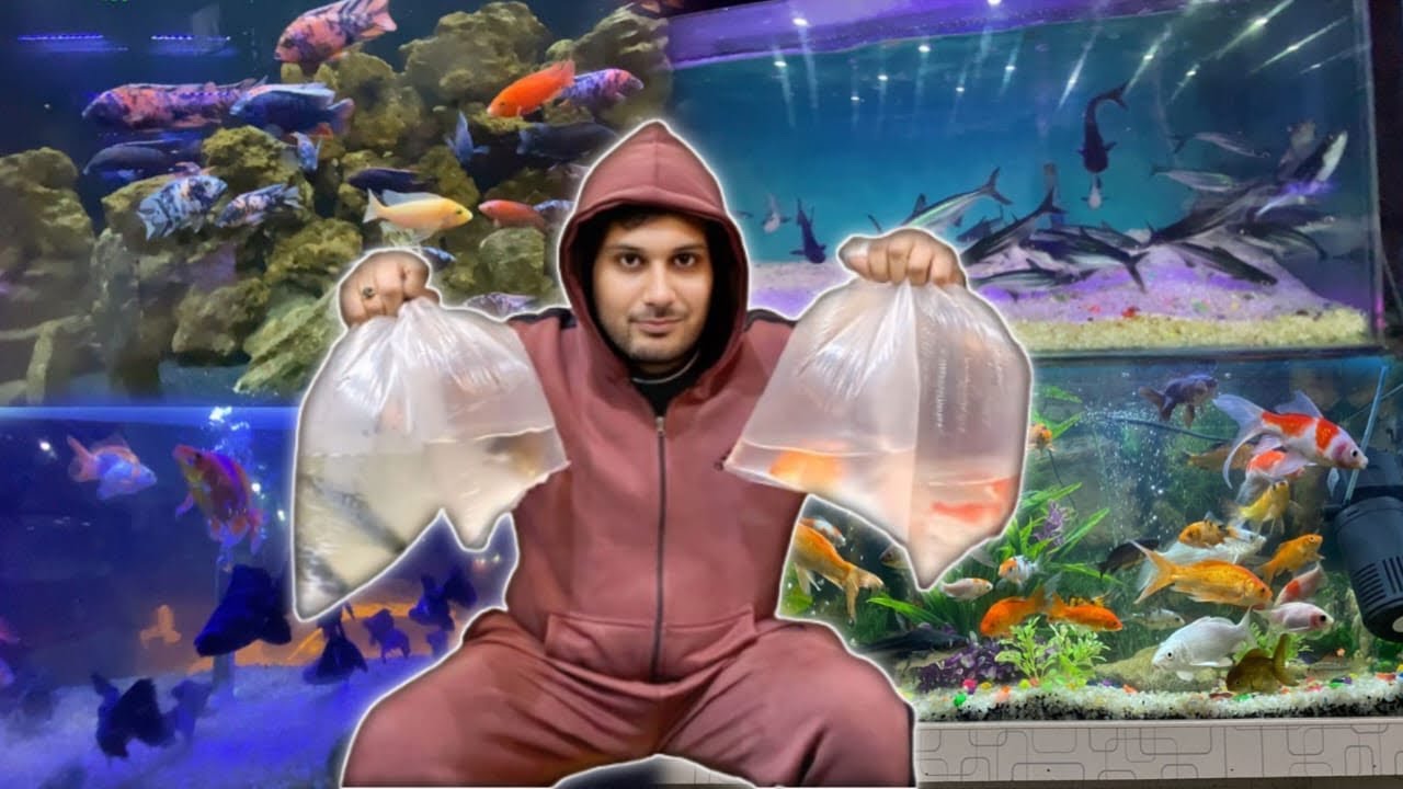 Giant size Fish Verity le aaya 🐠🐟 | fish shop Lahore | Gold fish ...