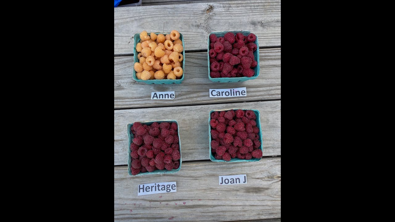 Growing Berries in Central Oregon Project Update - Raspberries - YouTube