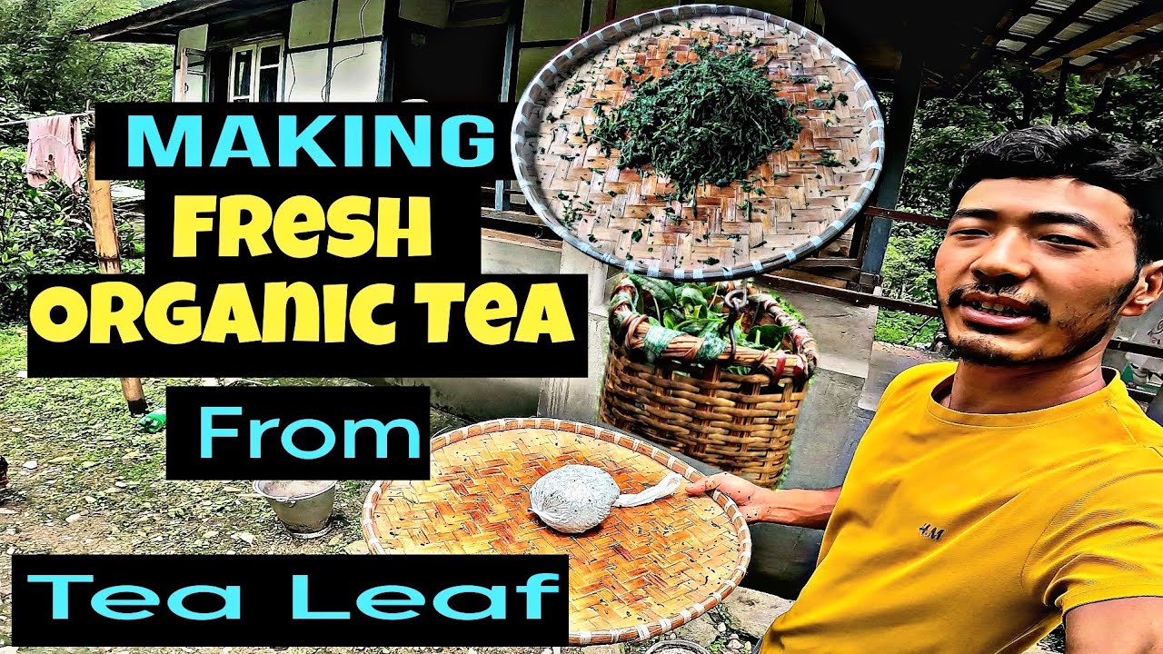 organic Process to make Tea || Fresh organic Tea || Sikkim || - YouTube