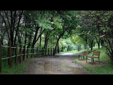 Ormanda yapılan patikada yağmur sesi - Uyuyamayacağınız için doğal beyaz gürültü