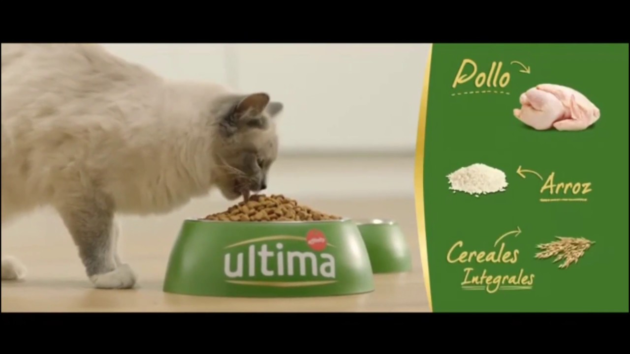 Ultima comida de gatos - comercial - YouTube