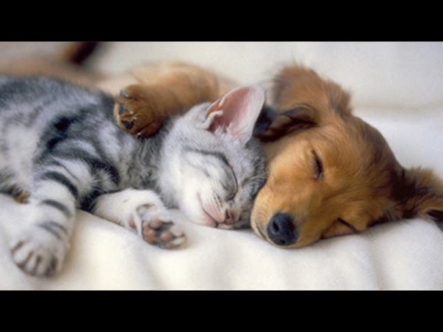 Sleepy Cute Animals