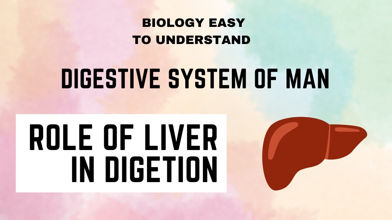 Role Of Liver In Digetion bile biology Part 1 Chapter No 12 lecture In role-of-liver-in-digetion-bile-biology-part-1-chapter-no-12-lecture-in