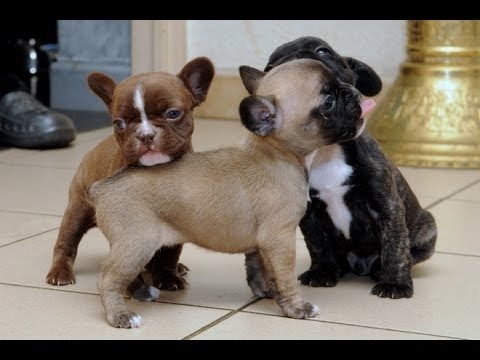 Brincadeiras - Información de la raza del perro del bulldog francés ...