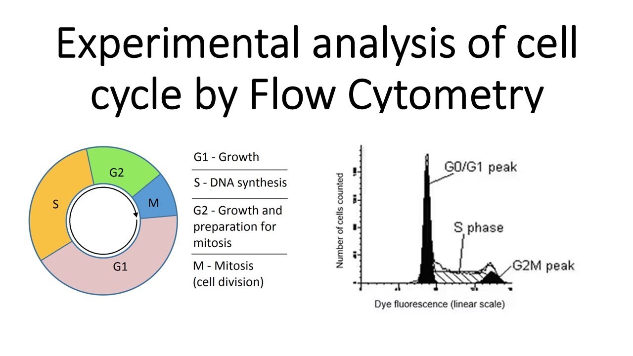 Experimental analysis of cell cycle by Flow Cytometry - YouTube