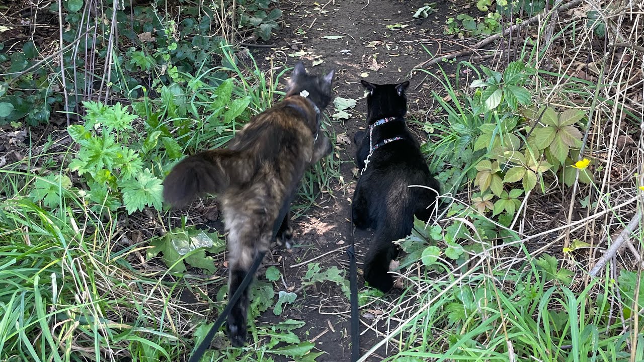 My cats #walk & #run on #forest #trails!🌳🐱🥰🐱🌲#catvideos #cat #catwalk ...
