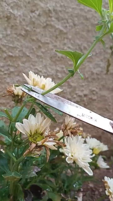 Memperbanyak bunga krisan dengan stek batang#tanamanhias# ...