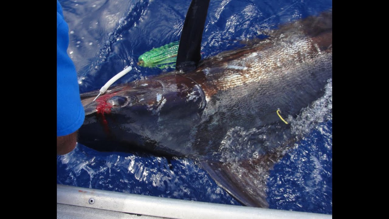 Keith's Foxall's 1st Blue Marlin, 2019 Nationals, on Miss Dee from Te ...