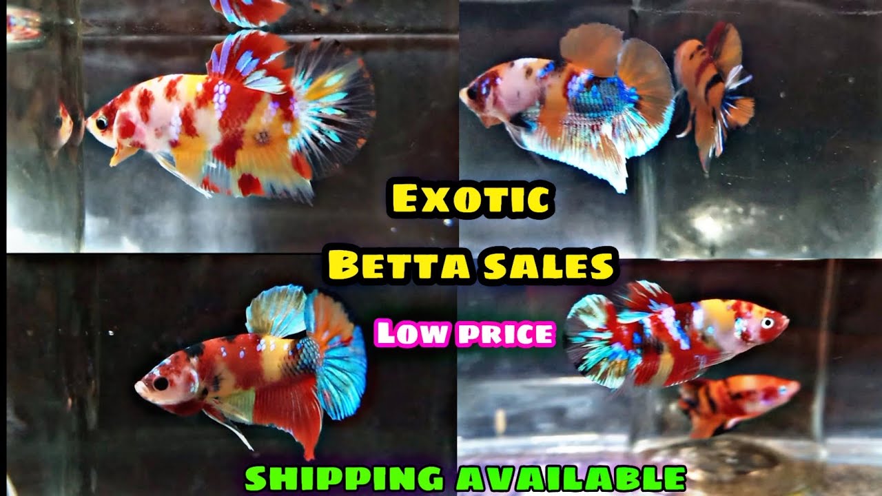 exotic betta fish sales || betta fish sales low price || #bettafish # ...