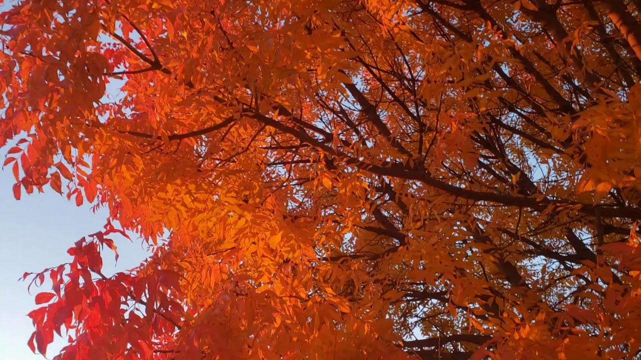 December Autumn Leaves - Vibrant Fall Trees - YouTube