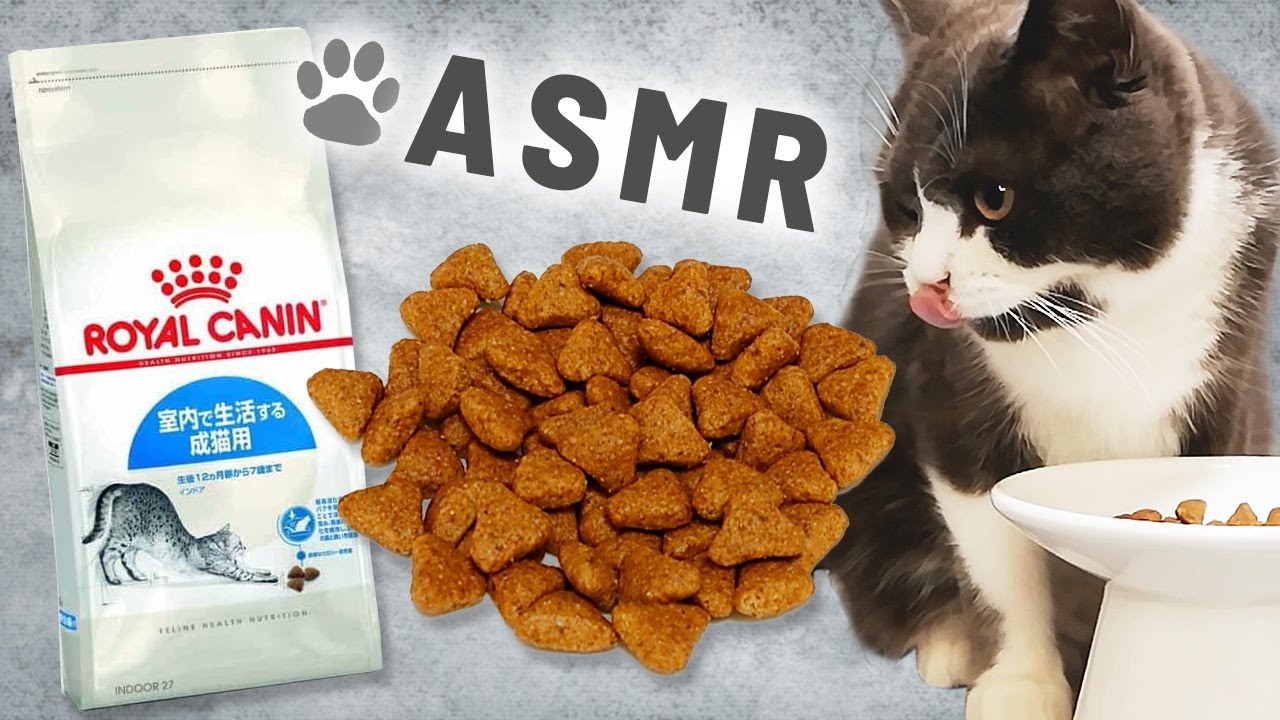 [Cat ASMR] Cat eating triangle crispy food [eating sound] - YouTube