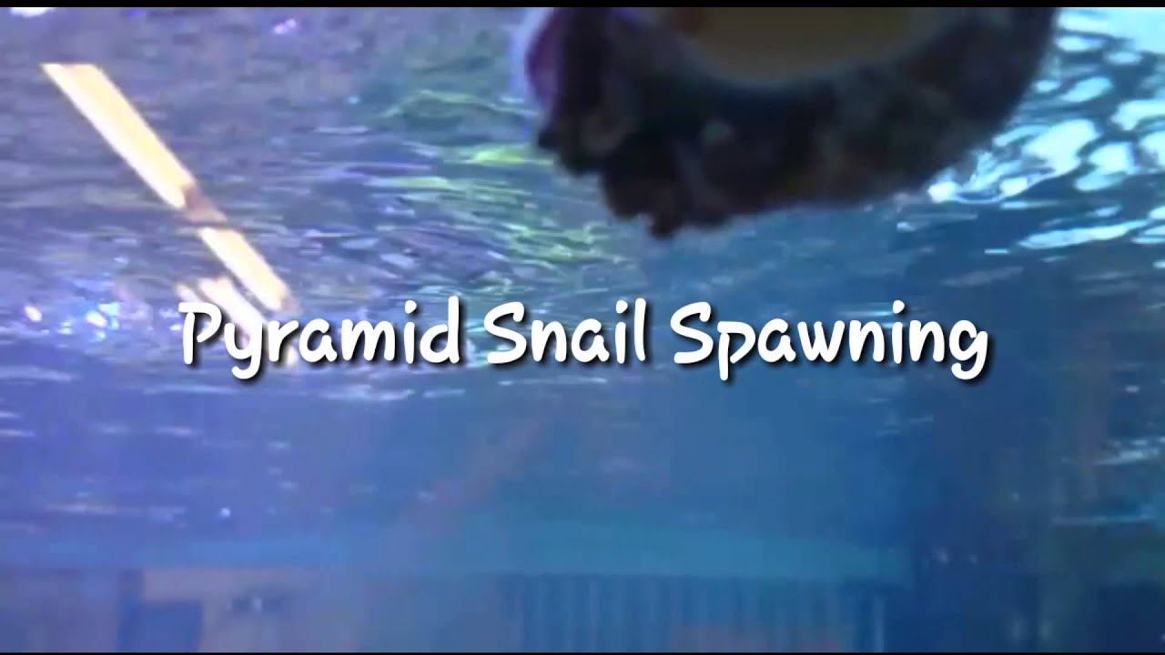 Marine Pyramid Snail Spawning in Reef Aquarium - YouTube