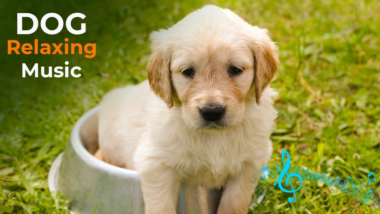 Dog Music to Make Them Happy Sleeping Music, Calming Relaxation for ...