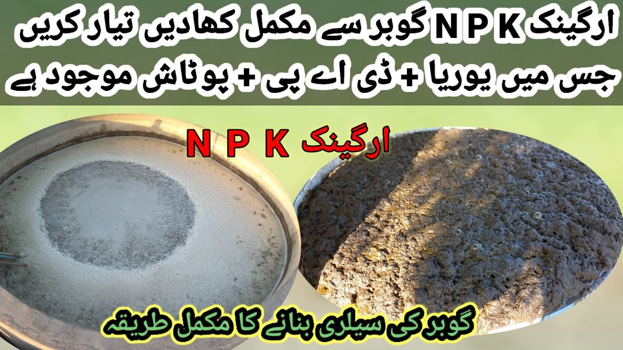 How To Make Organic N P K Fertilizer گوبر سے ارگینک npk بنانے کا مکمل ...