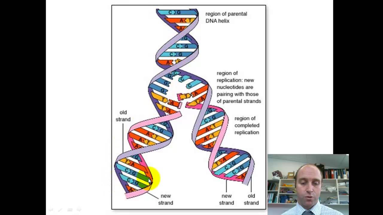 DNA Replication - YouTube