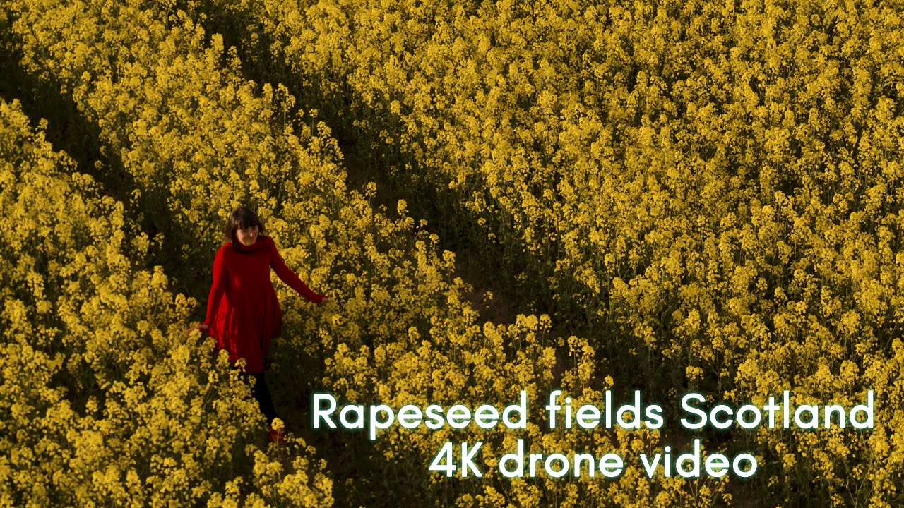 Rapeseed fields. Loch Leven area, near Scotlandwell, Scotland 4K drone ...