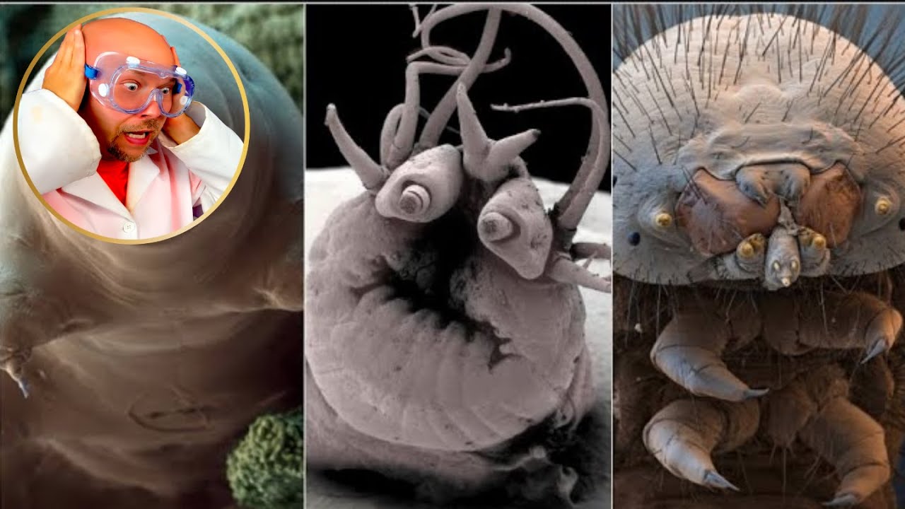 Scary things under a microscope - YouTube