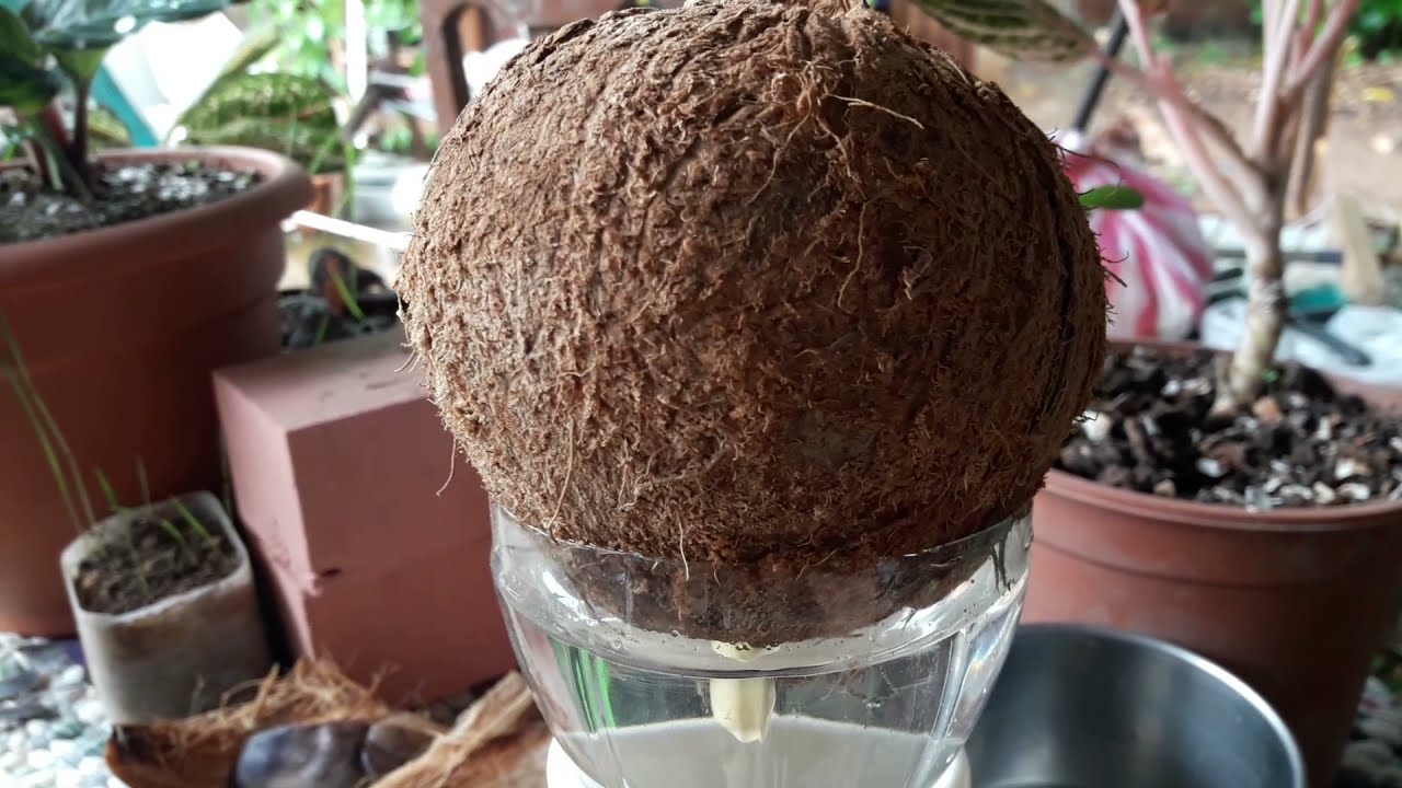 tegnica para germinar coco descascado - YouTube