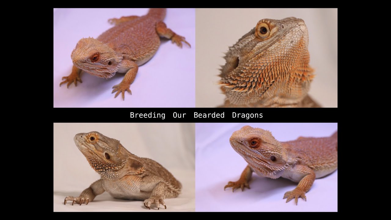 Breeding Our Bearded Dragons - YouTube