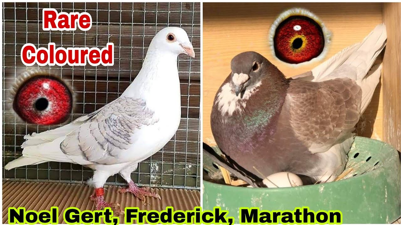 Rare Colour Racing Pigeons | Noel Gert Pigeon | Aq Loft Racer Kabootar ...