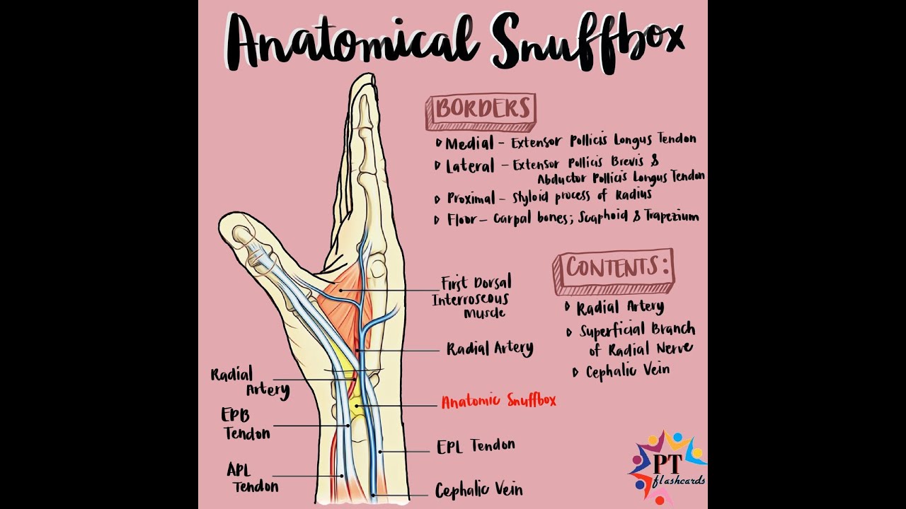anatomical snuffbox - YouTube