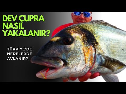 Dev Çupra Nasıl Yakalanır? Türkiye'de Hangi Meralarda Bol Bulunur?