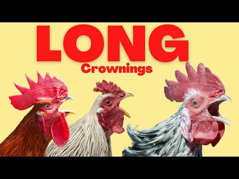 Long Crowing Chickens| Galo músico| Langkräher| Races de poules au long ...