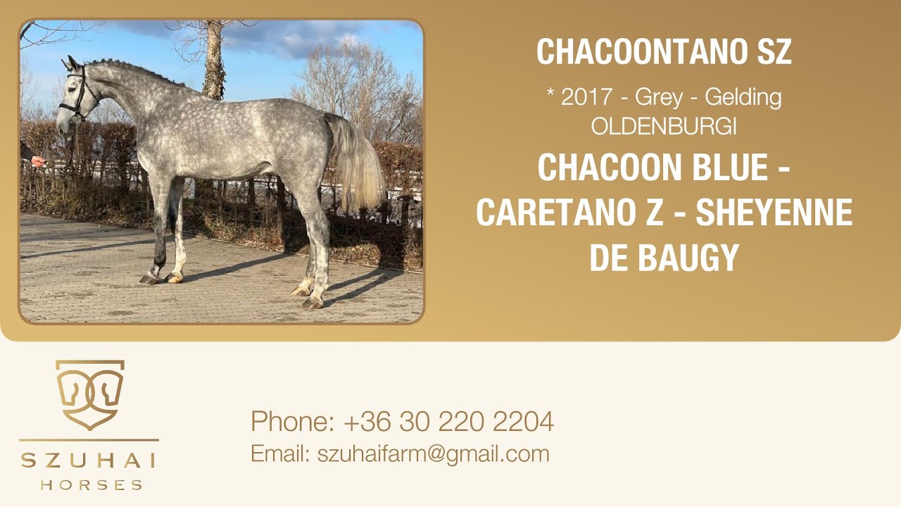 CHACOON BLUE x CARETANO Z 2017 GELDING Horse for sale - YouTube