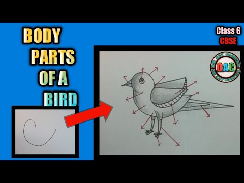 Bird body parts drawing|parts of a bird drawing|bird drawing|body parts ...